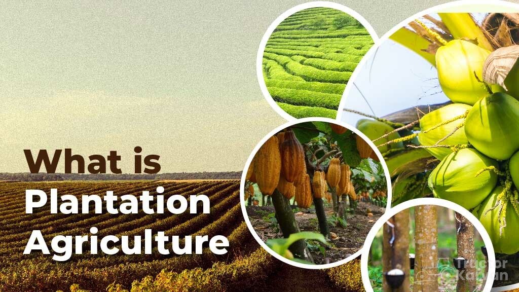 Plantation Agriculture - Major Crops, Features and Scope in India