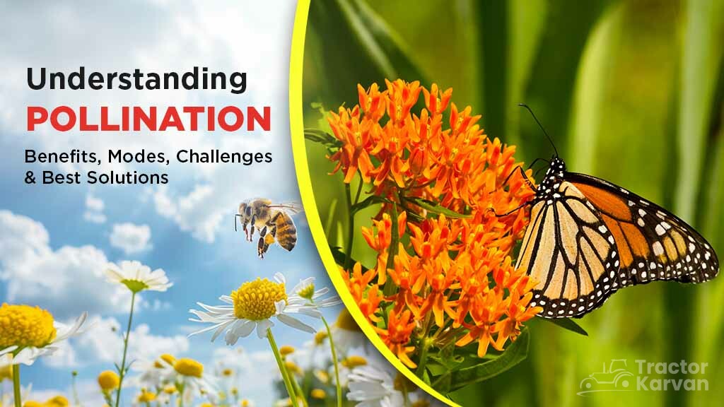 What is Pollination- Benefits in Farming