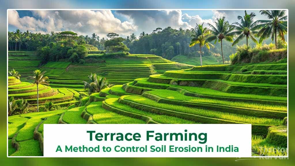 Terrace Farming in India: A Complete Guide