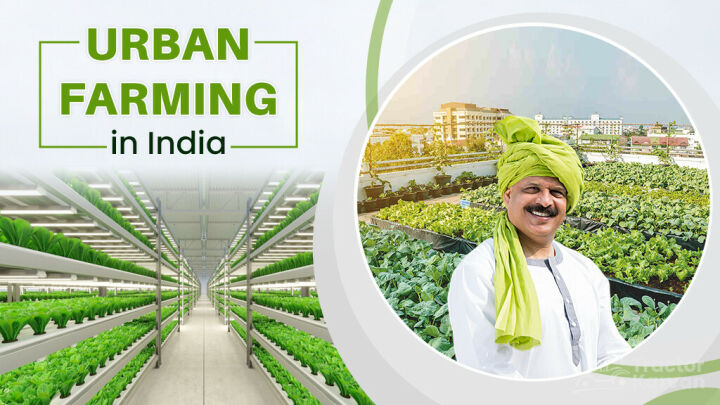 What is Urban Farming Benefits, Types & Process