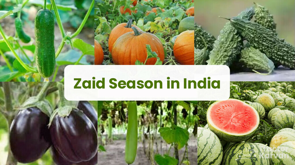 Zaid Crops in India – Importance & Crops Grown