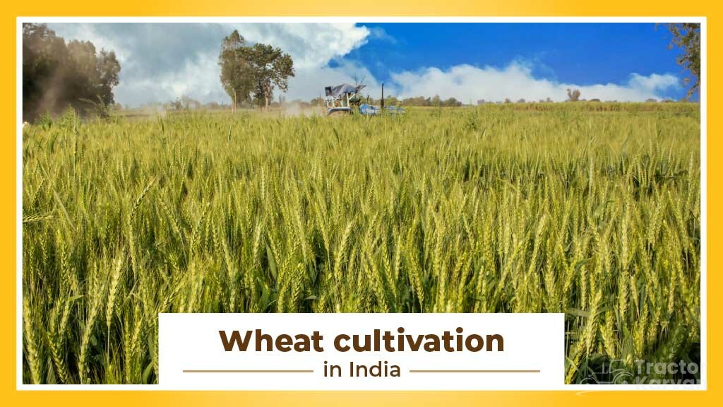 Step by Step Guide to Wheat Cultivation in India