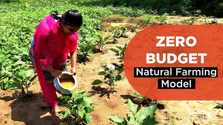 What is Zero Budget Natural Farming & Importance