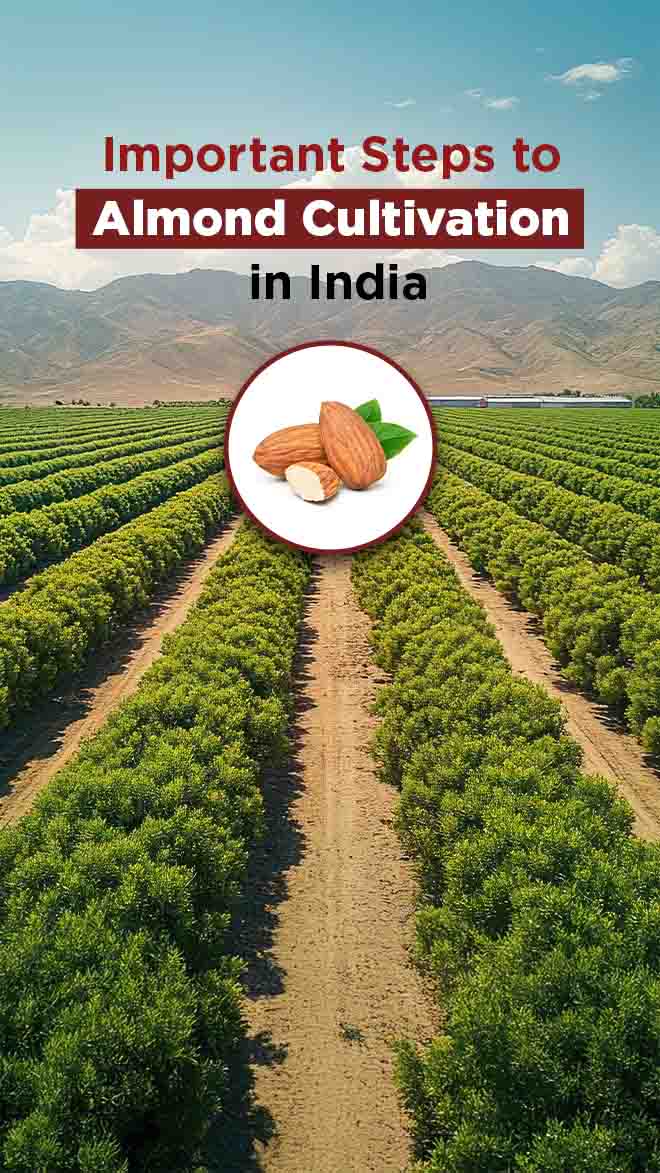 Important Steps to Almond Cultivation in India