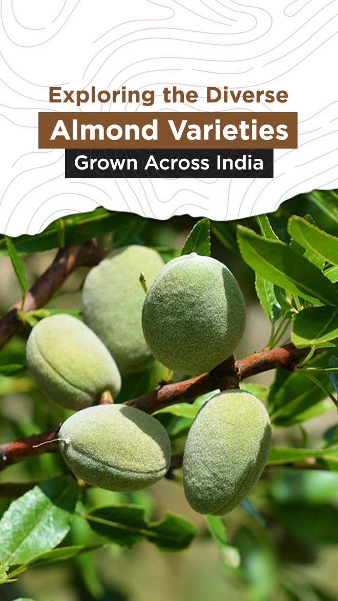 Top Almond Varieties Cultivated in India