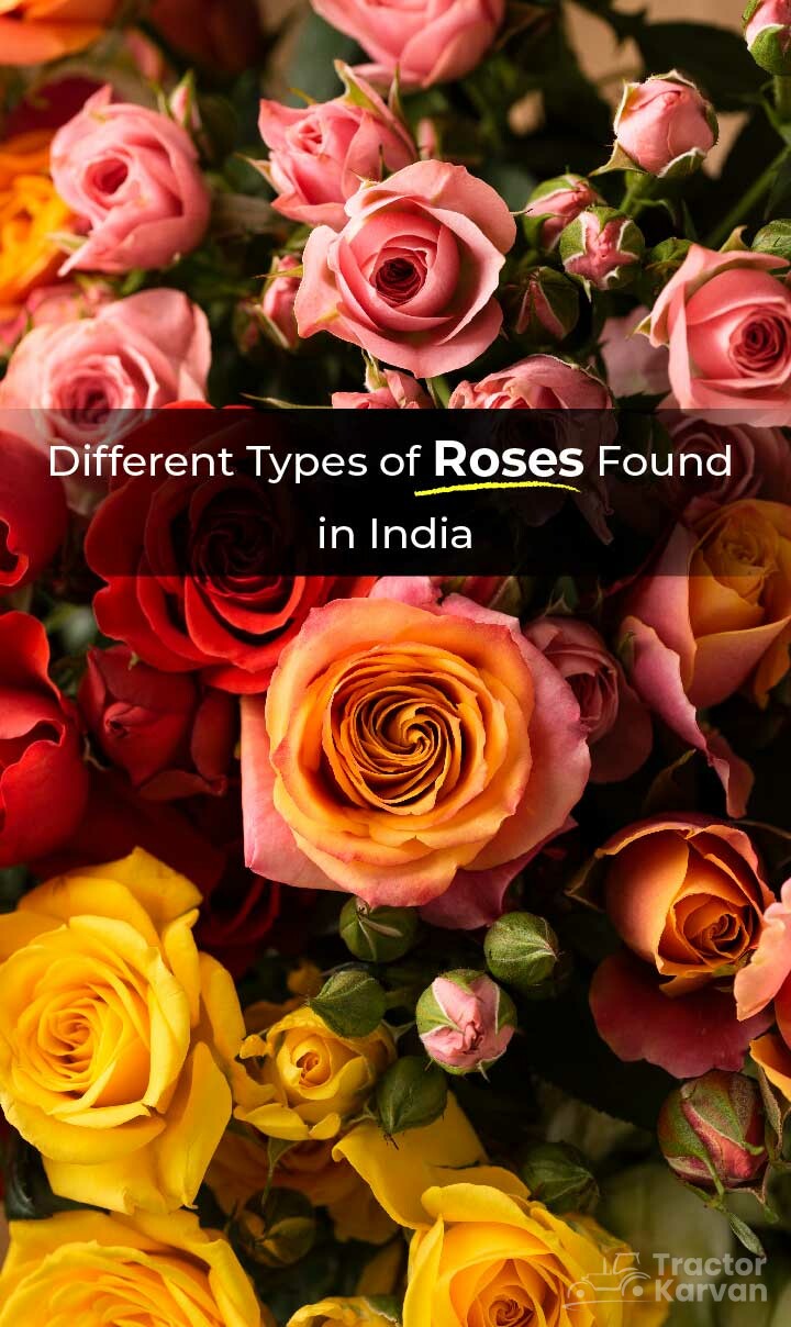 Best Rose Varieties to Grow in India