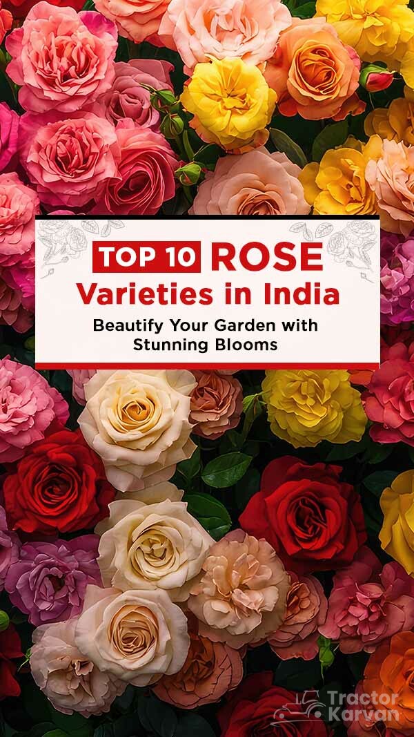 Best Rose Varieties in India 2025