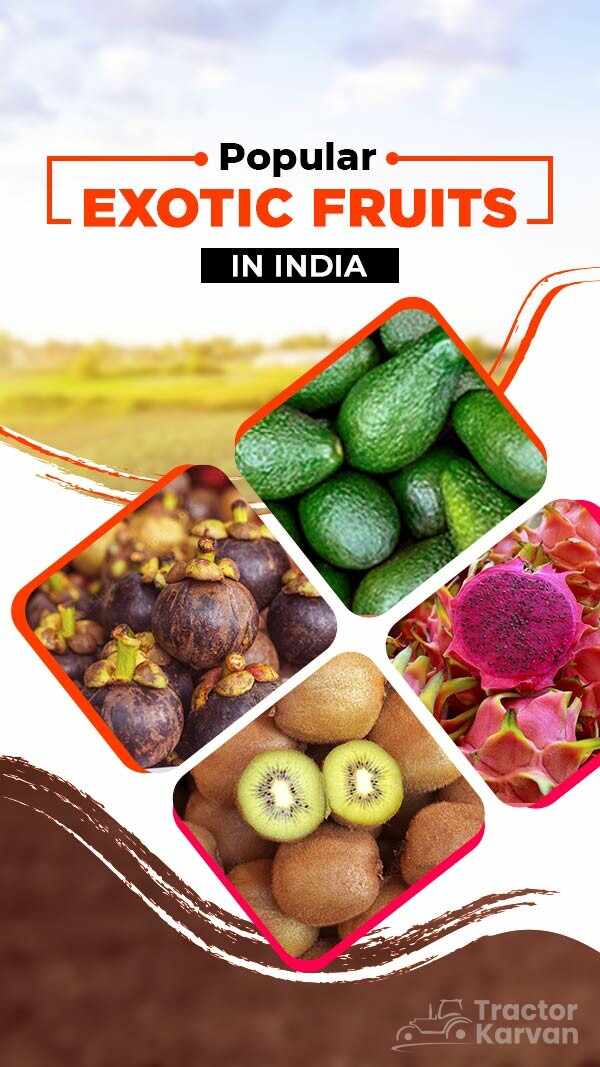 Exotic Fruits In India
