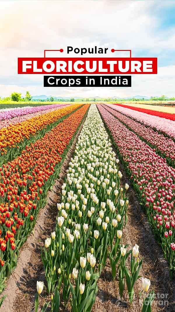 Top Floriculture Crops in India 2025
