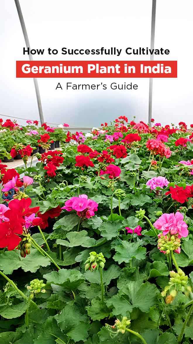 Geranium Farming in India – Cultivation Process and Climate