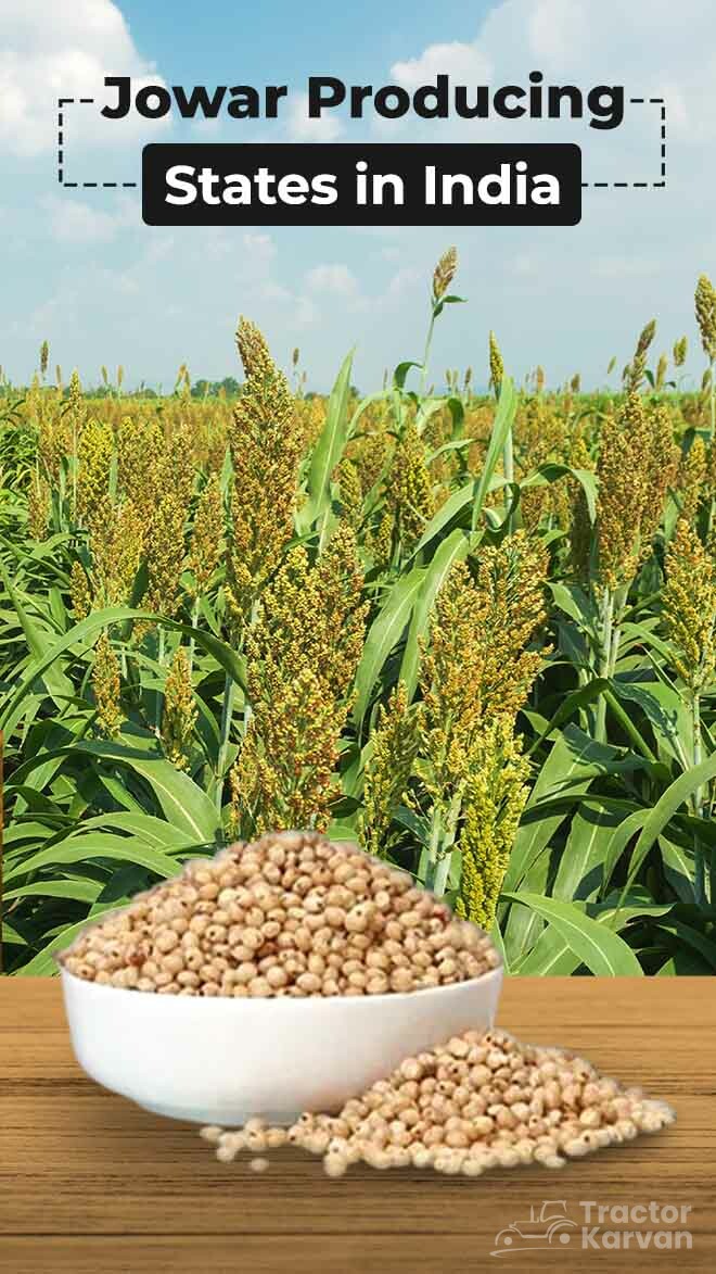 Leading Jowar Producer States in India 2025