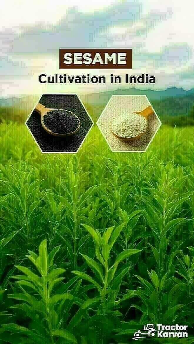 How to Cultivate Sesame in India – Climate, Soil & Farming Practices