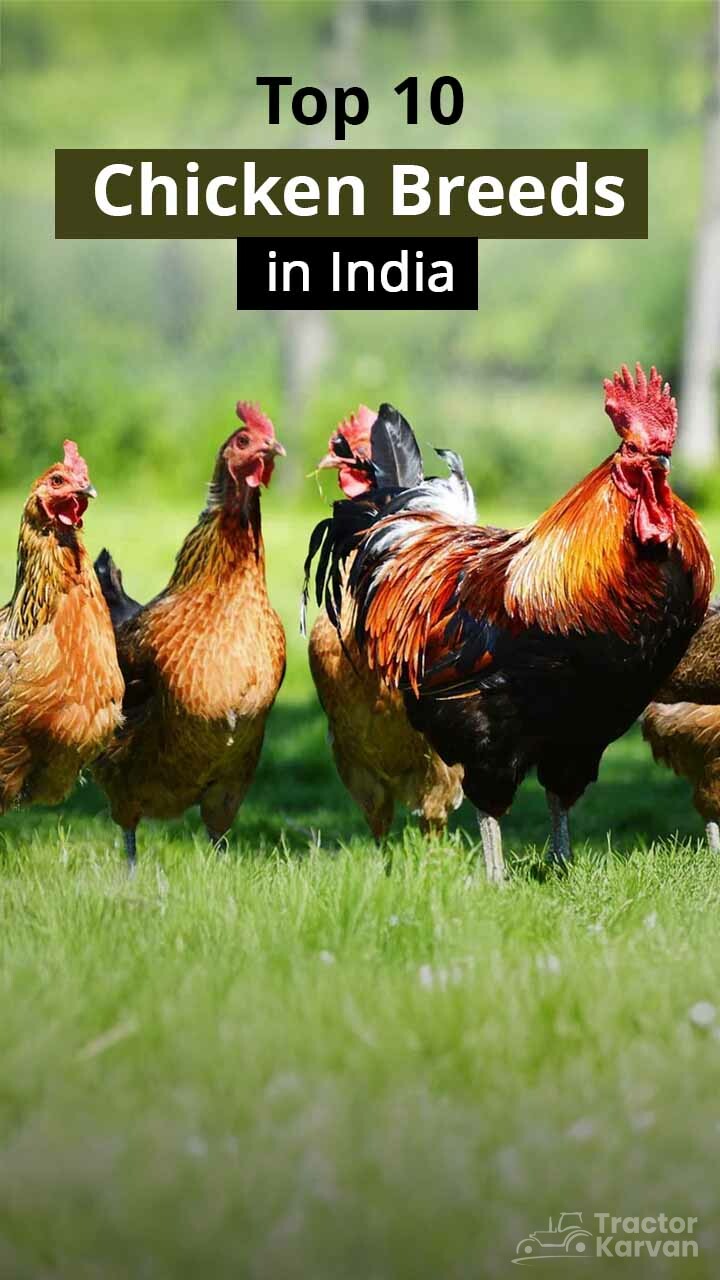 Best Chicken Breeds in India 2025