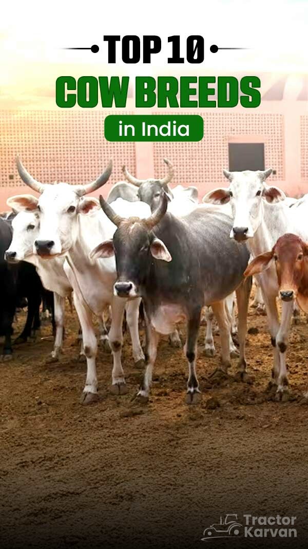 Explore 10 Indian Cow Breeds with their Characteristics
