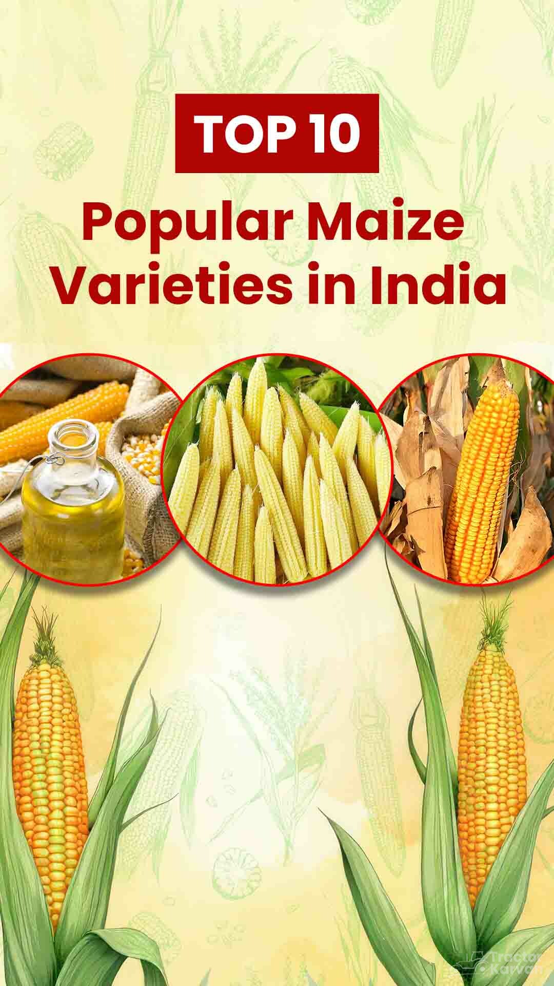 Popular Maize Varieties and Types of High-yielding Maize Across India