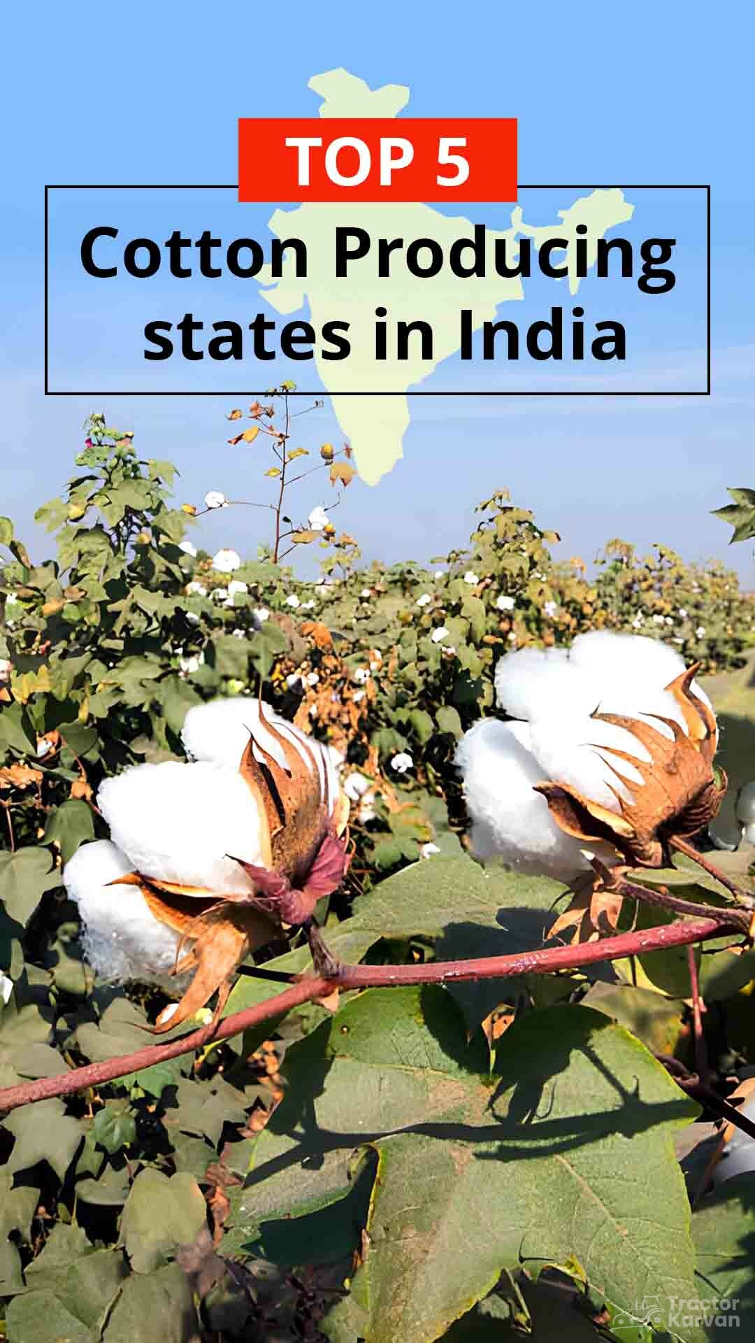 Exploring India's Top 5 Cotton Producing States in 2025