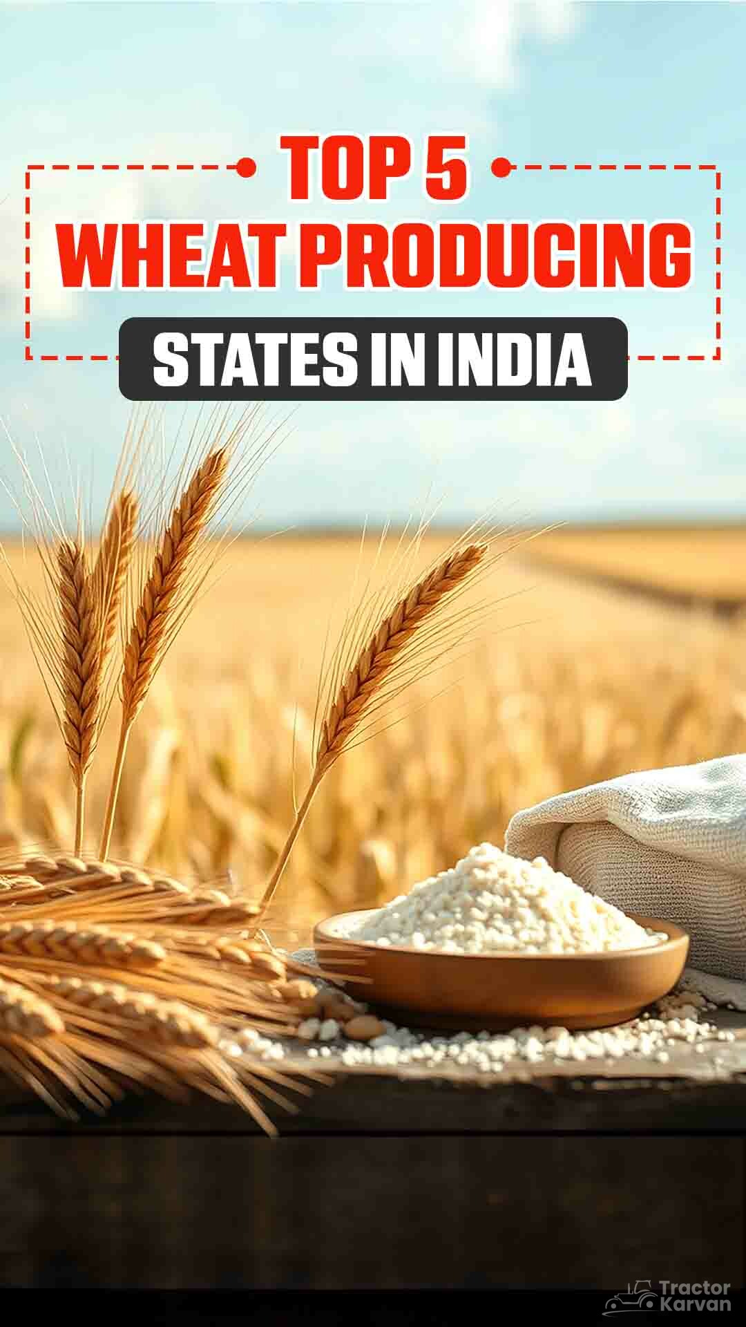 Check out the top 5 wheat producing states in India 2025
