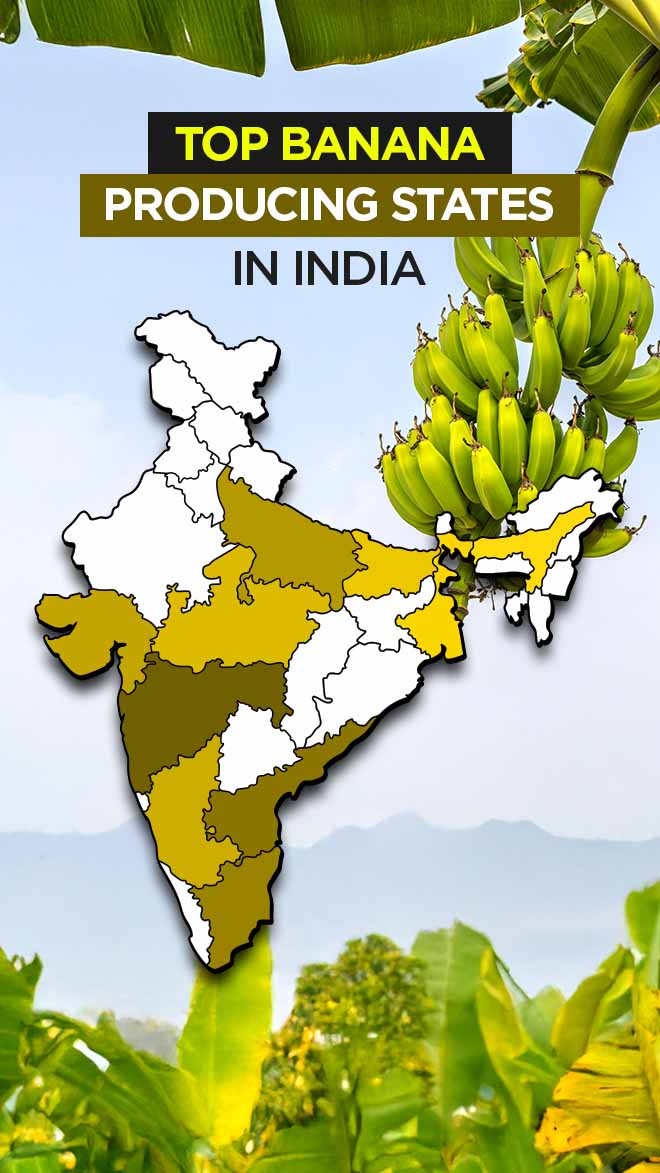 Top Banana Producing States in India | Production Stats & Insights