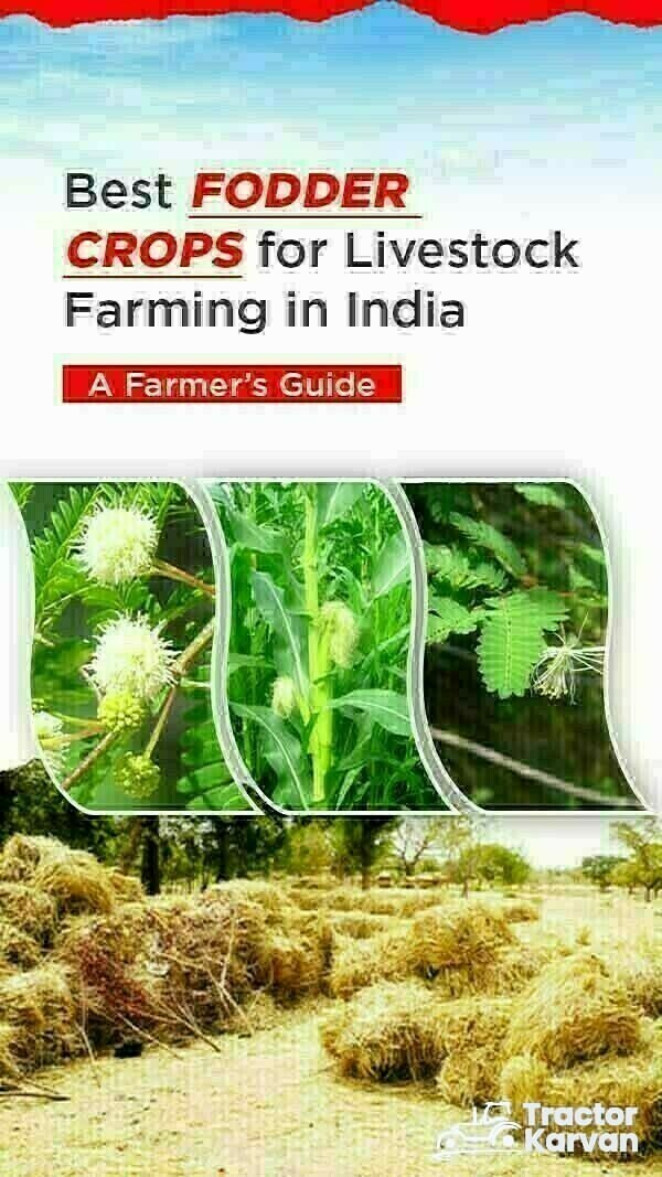 Top Fodder Crops for Livestock in India – Boost Milk & Meat Production