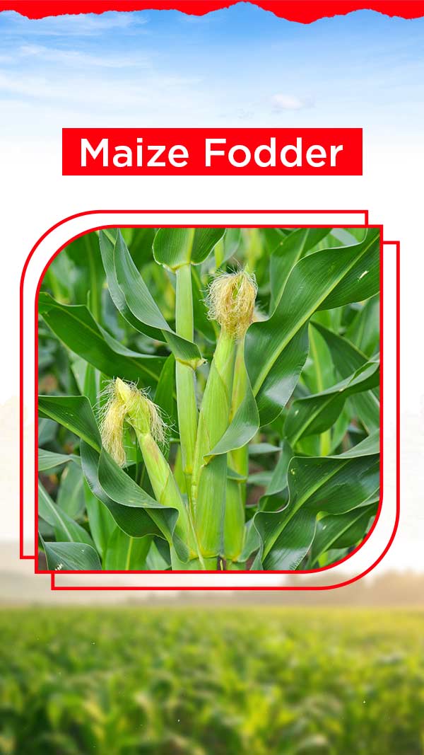 List Of Fodder Crops In India