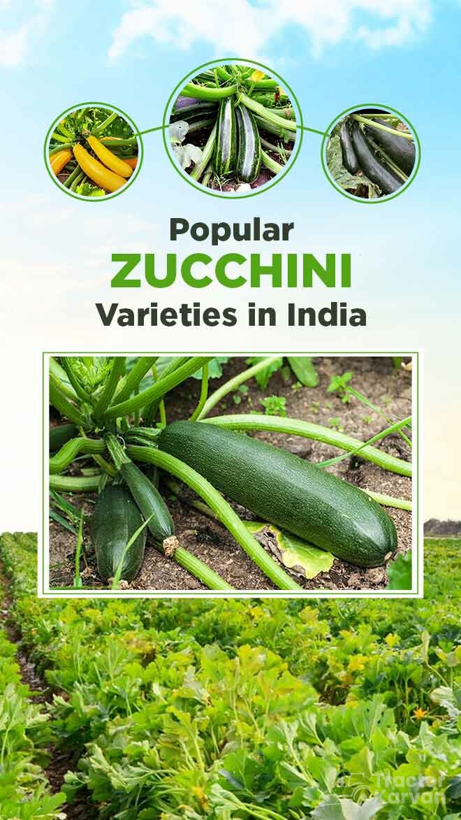 Top Zucchini Varieties in India 2025