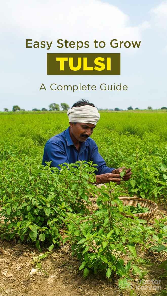Steps to Tulsi Cultivation | How to Grow Tulsi at Home